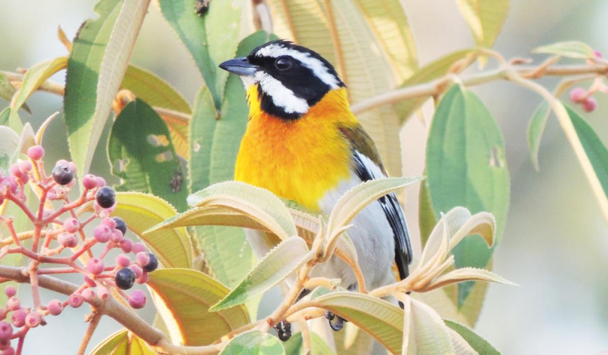 Avocet Tours | World class birding tours for both beginning and ...